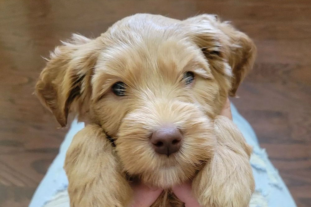 Laughing Dove Labradoodles