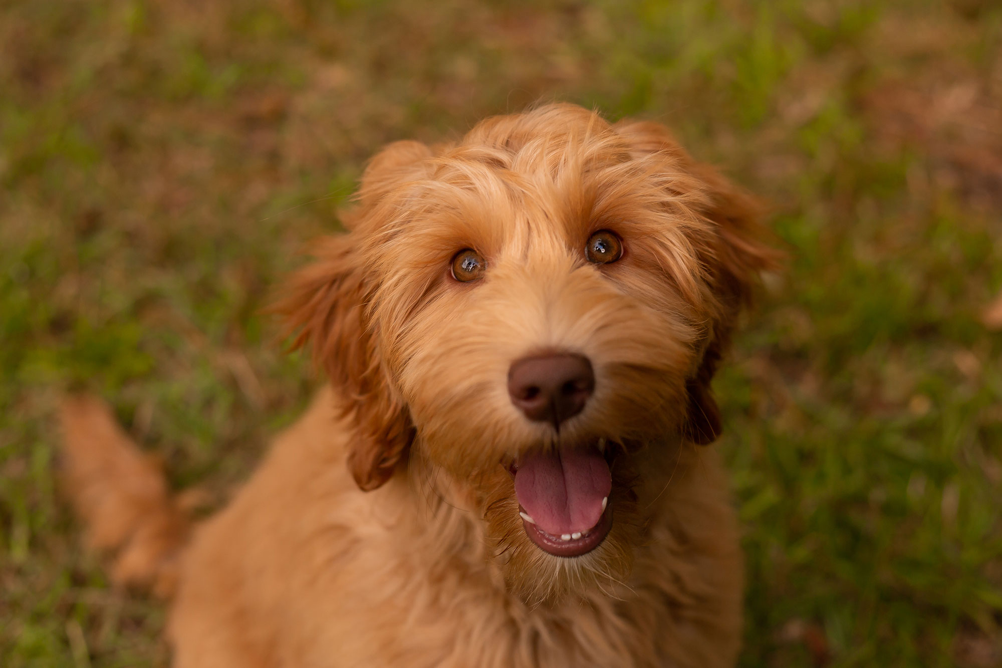 Laughing Dove Labradoodles