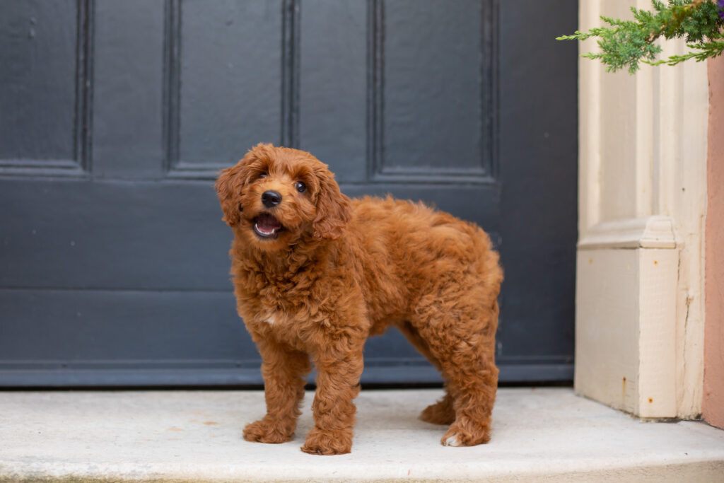 Puppy Price/Application – Laughing Dove Labradoodles