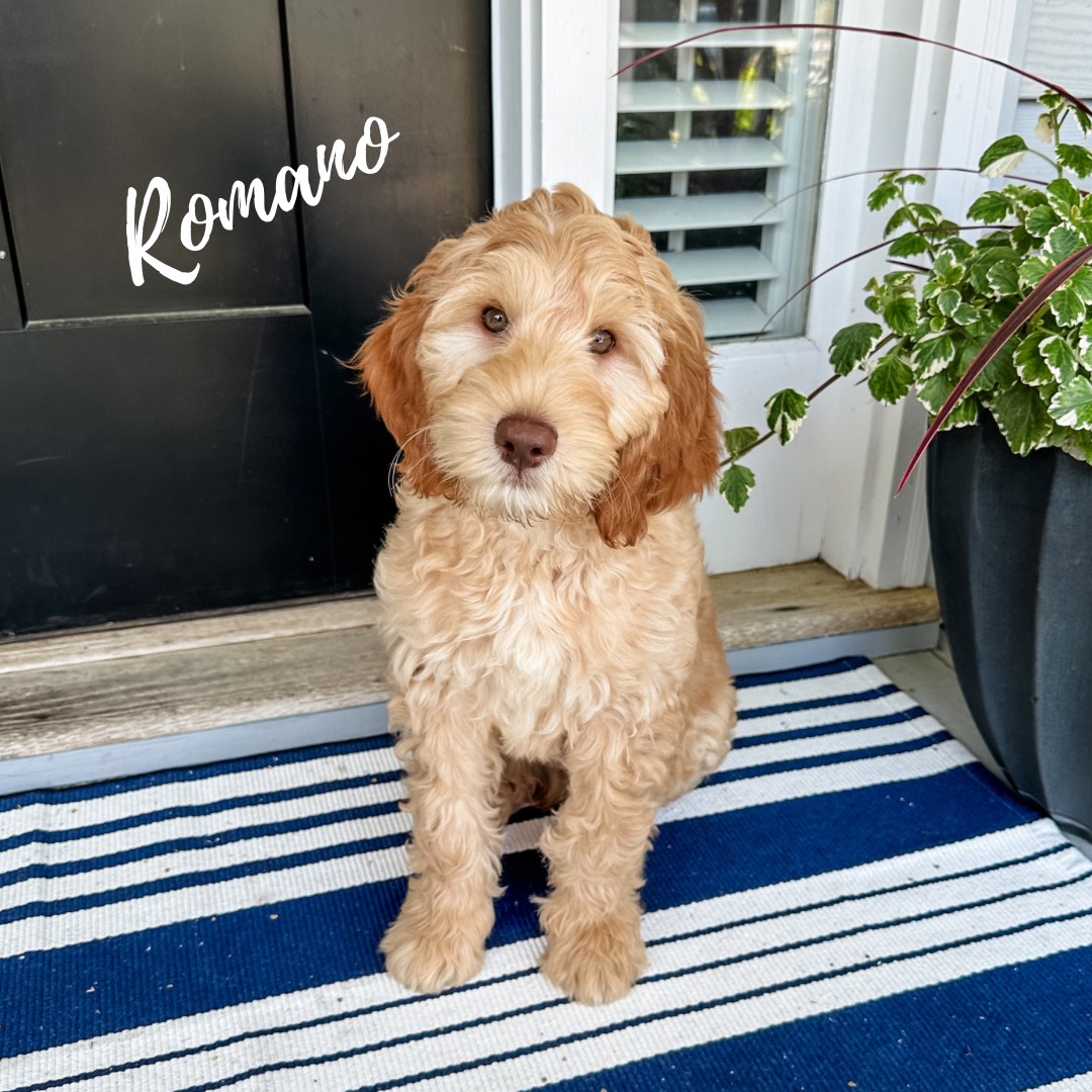 Available Puppies – Laughing Dove Labradoodles